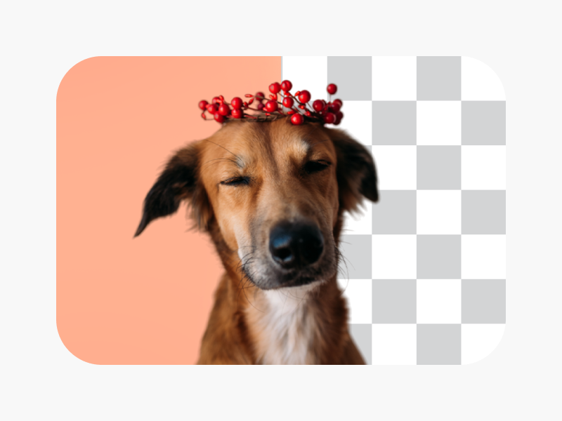 Online Background Remover for Photographers | Picsart